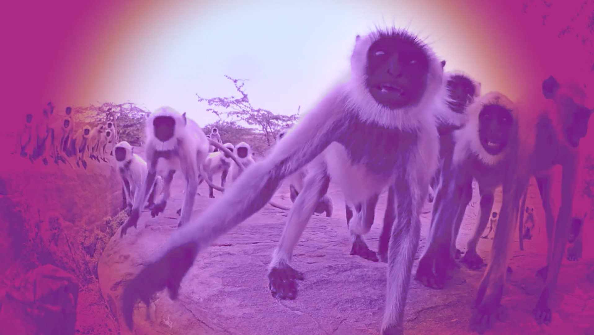 Polycephaly in D - Media City Film Festival