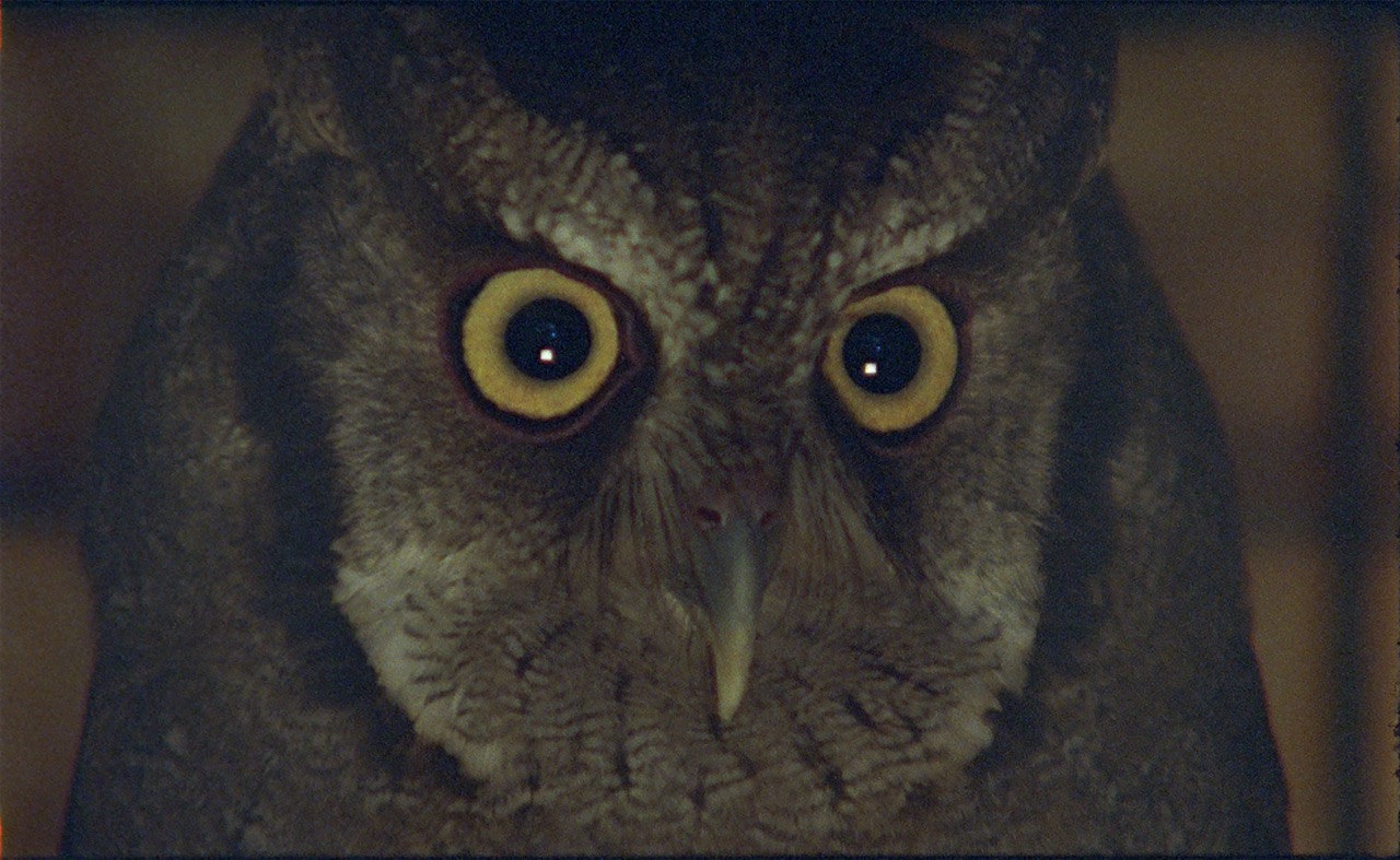 It Is Night in America, Ana Vaz, 2022 - Media City Film Festival